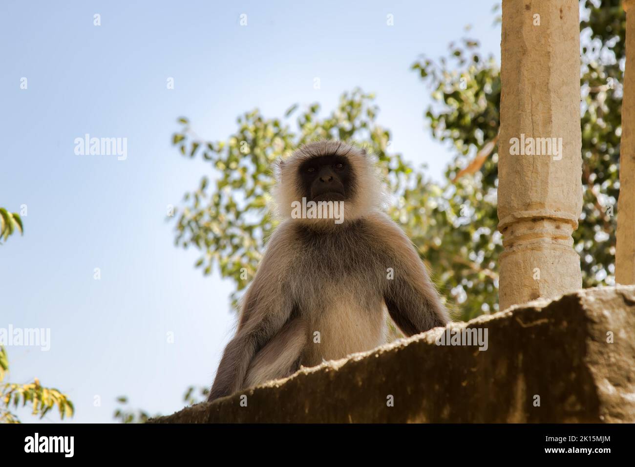 From the life of Langur monkeys (Black-shanked douc (Semnopithecus ...