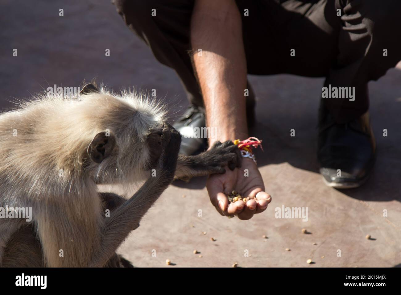 From the life of Langur monkeys (Black-shanked douc (Semnopithecus ...