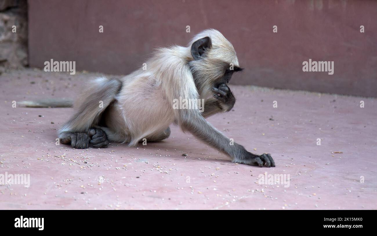 From the life of Langur monkeys (Black-shanked douc (Semnopithecus ...