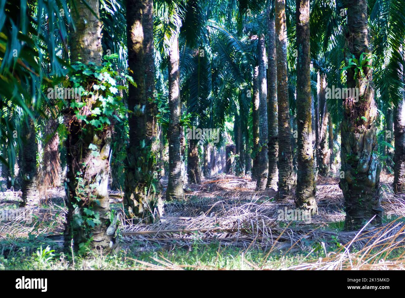 Old palm plantation (coconut palm with thick trunks) in Thailand Stock ...