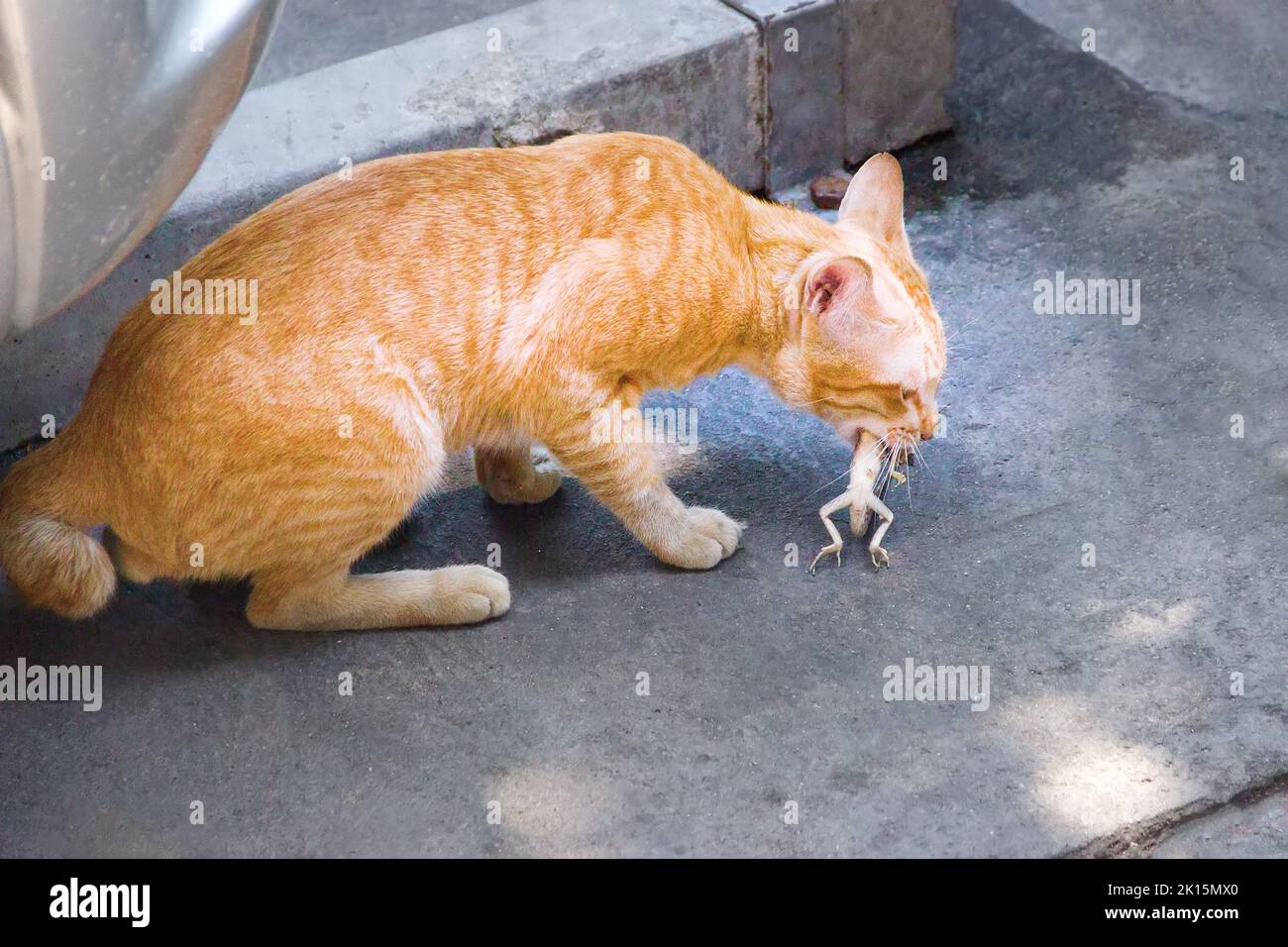 Feral cat caught a lizard and eats with appetite. Cat lovers should not ...