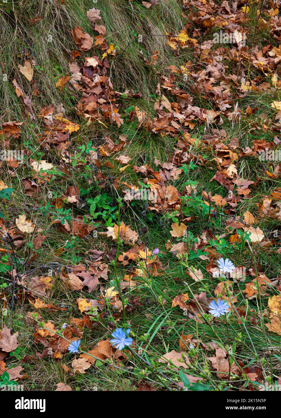 Chicory grows in a roadside swale, Door County, Wisconsin Stock Photo ...