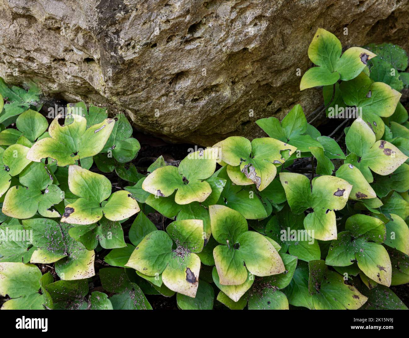 Hepatica Leaves start to dry up in Autumn, Door County, Wisconsin Stock ...
