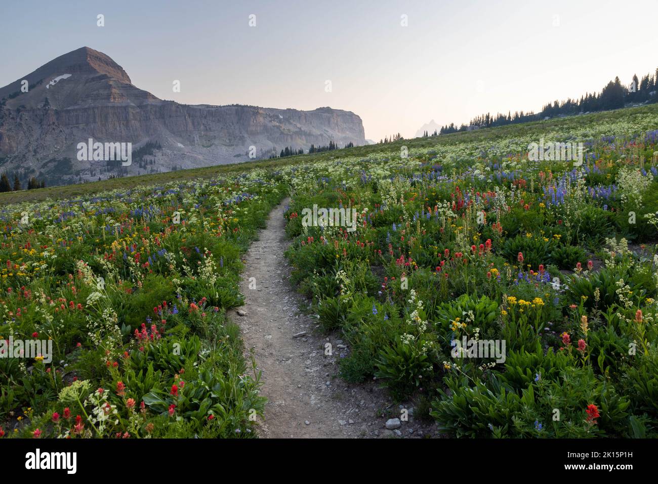 Wildflower activity exploding along the Teton Crest Trail below Fossil ...
