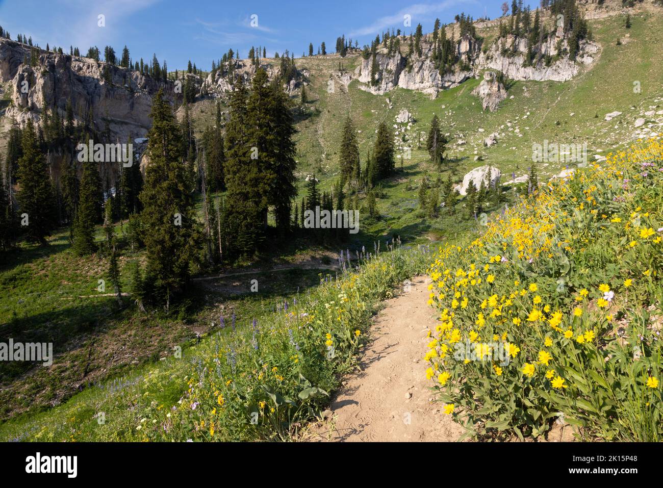 Arnica wildflowers thriving in a large meadow along the Teton Crest ...