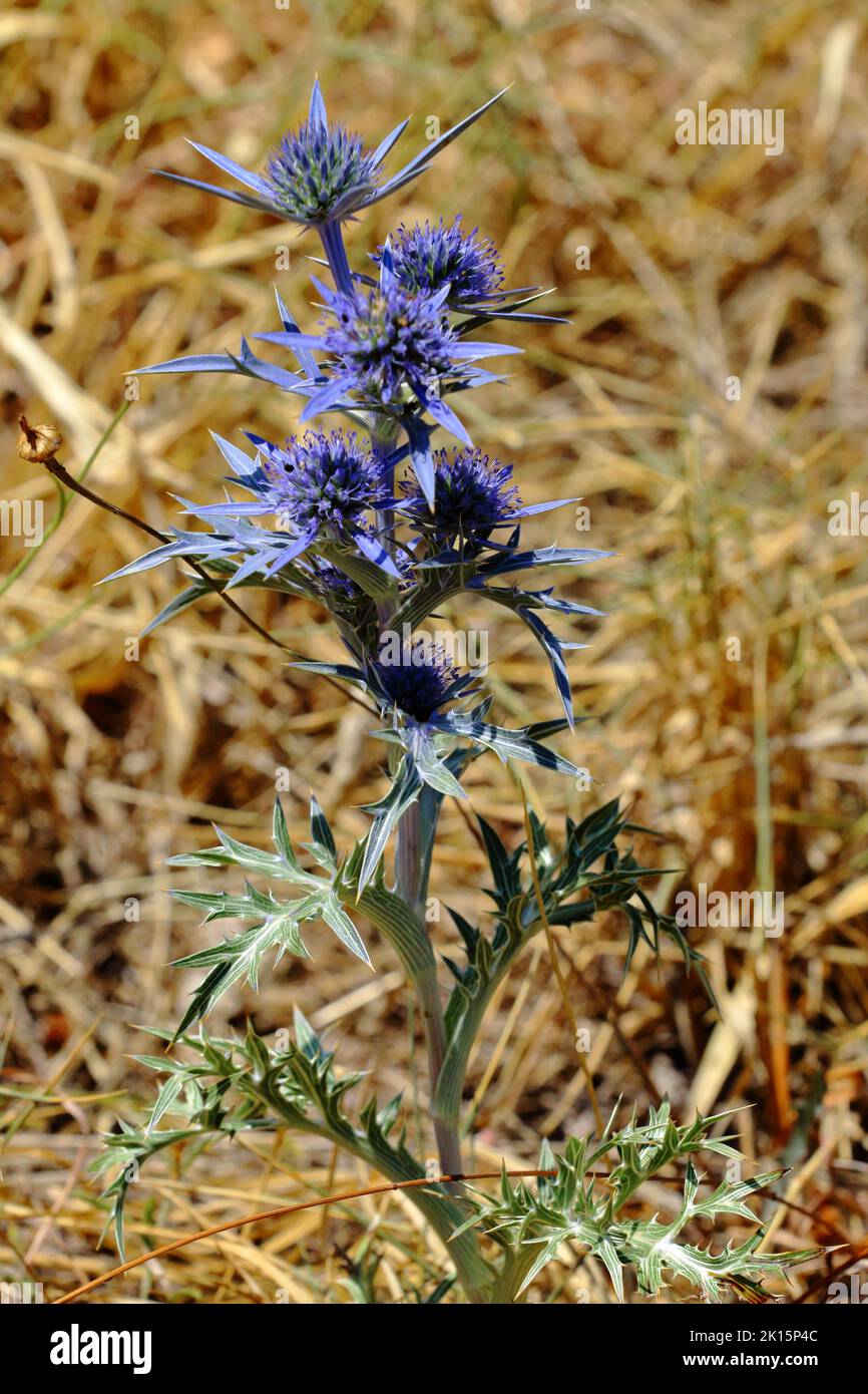 a blue purple thistle like flower shot in Rabec Croatia Stock Photo - Alamy