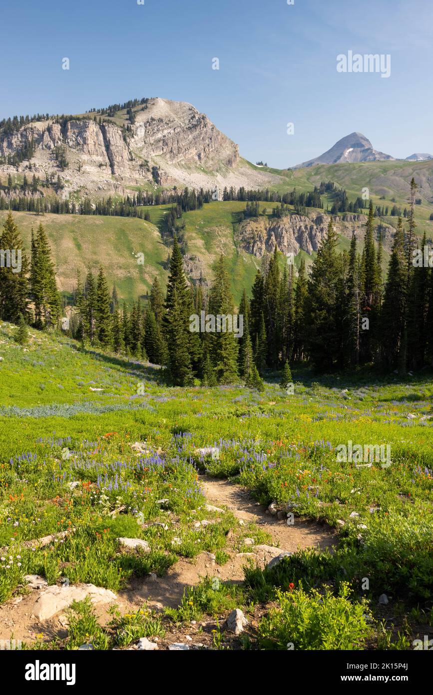 The Teton Crest Trail descending through a meadow of lupine and Indian ...