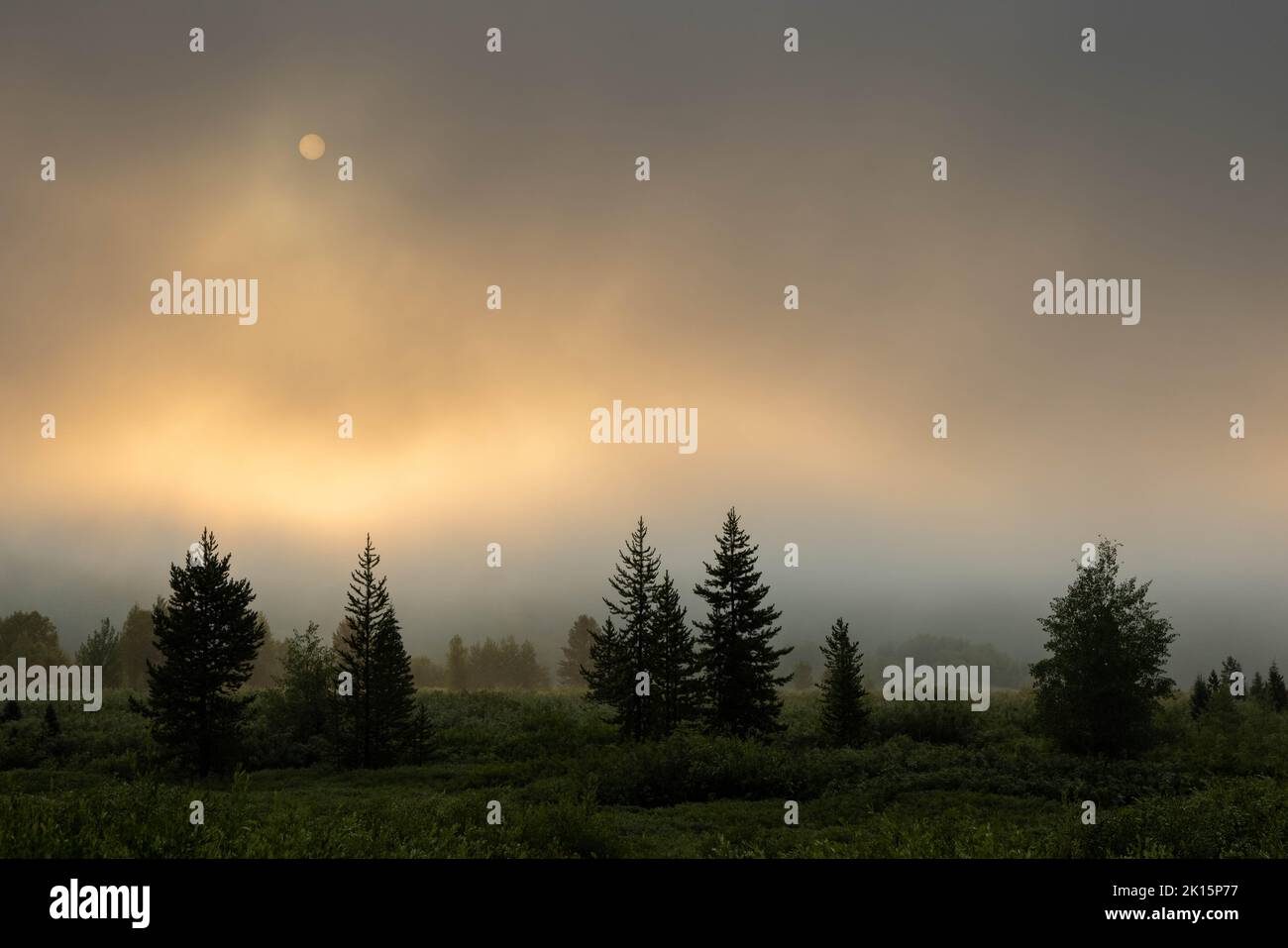 The sun rising through thick fog above sporadic evergreen trees and ...