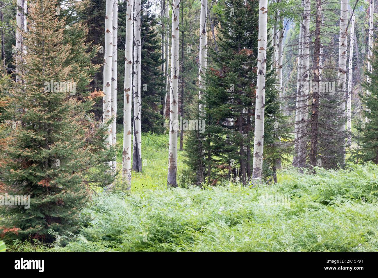 Tall aspen trees lining a meadow covered in fern plants along the ...