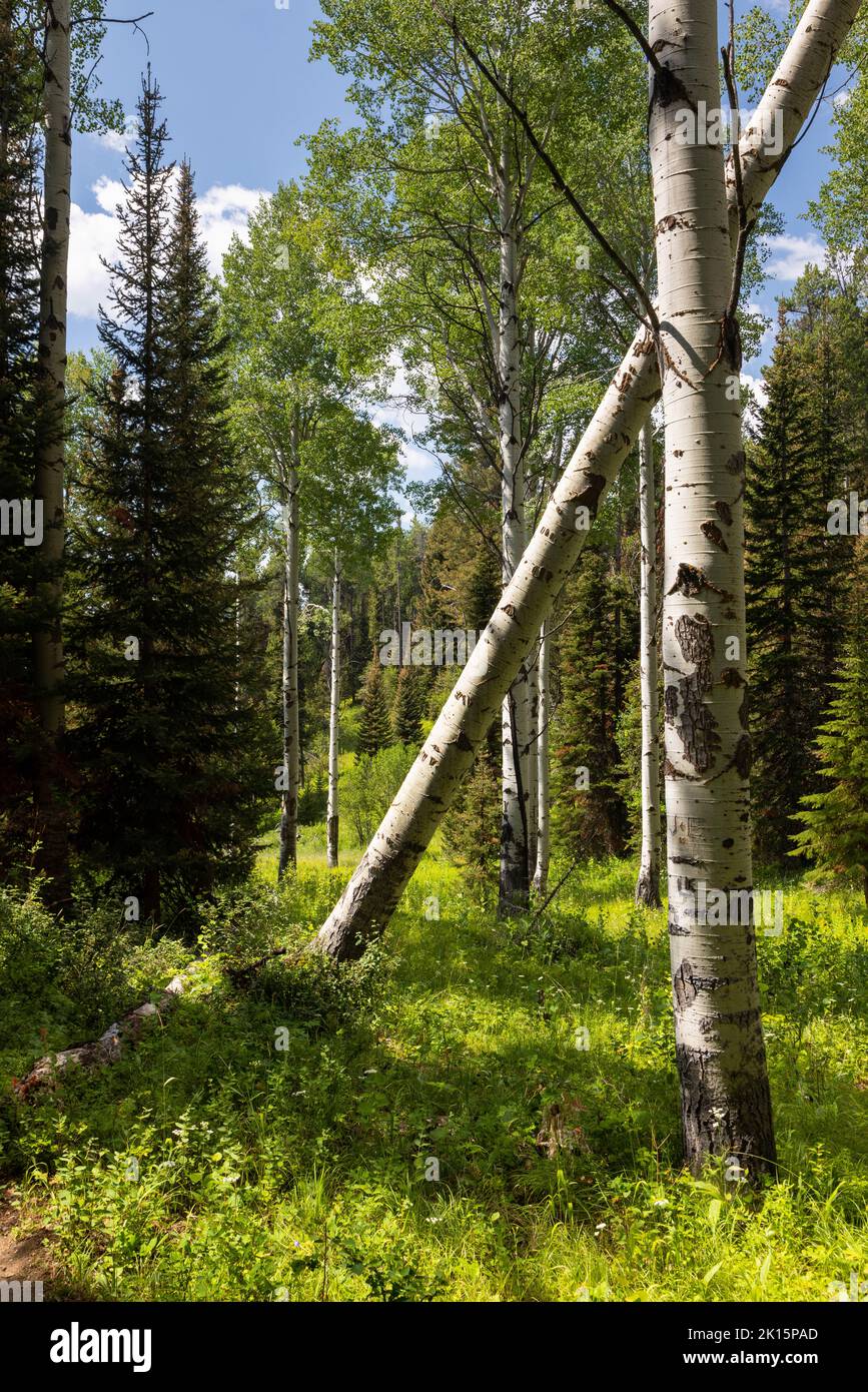 A leaning aspen tree trunk rising from a meadow along the Valley Trail ...