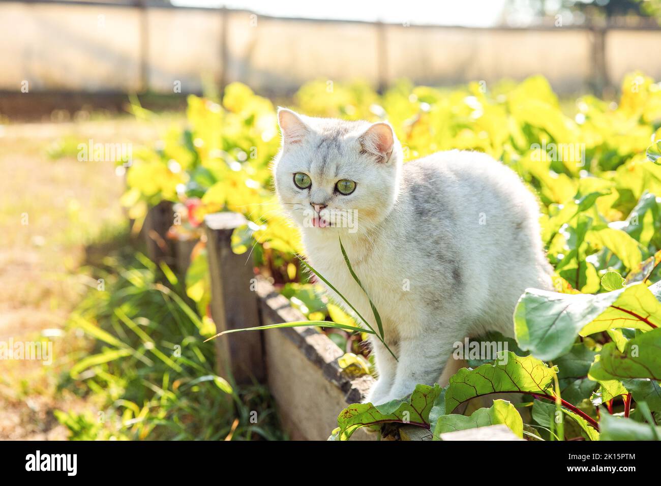 Funny white purebred cat sitting in the garden on a bed with green ...