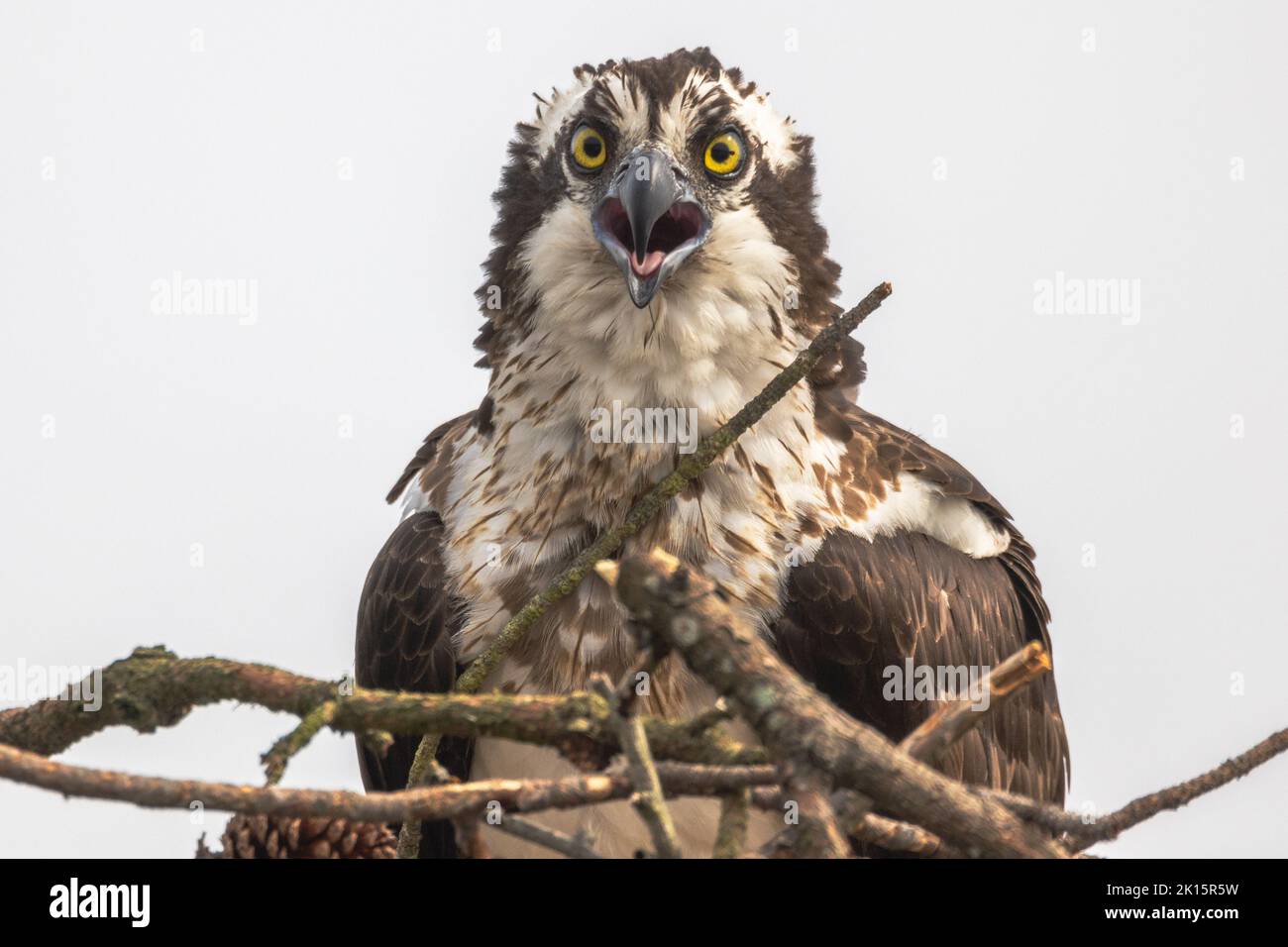 A portrait of an osprey Stock Photo - Alamy