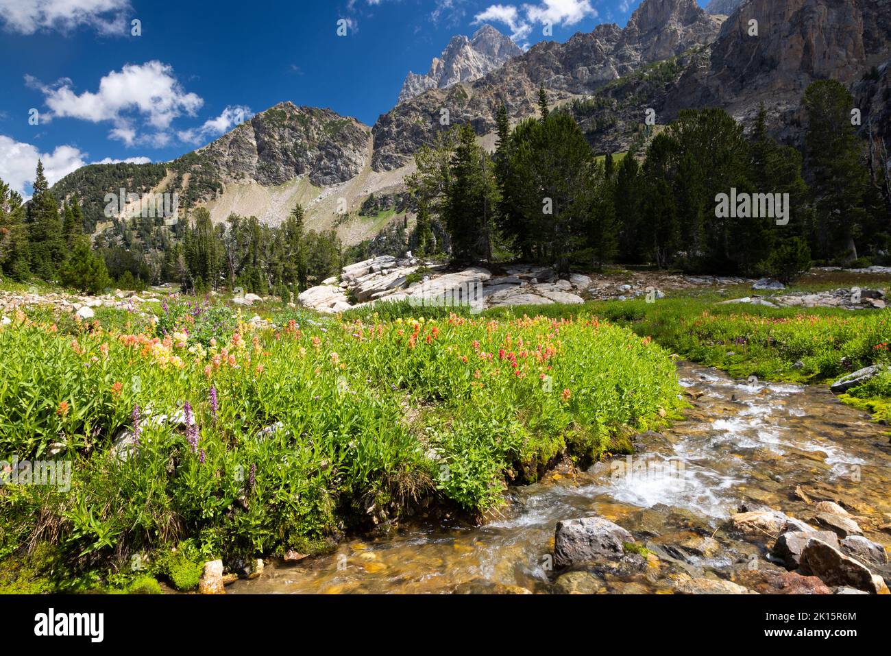 A small alpine creek rushing past Indian paintbrush wildflowers below ...
