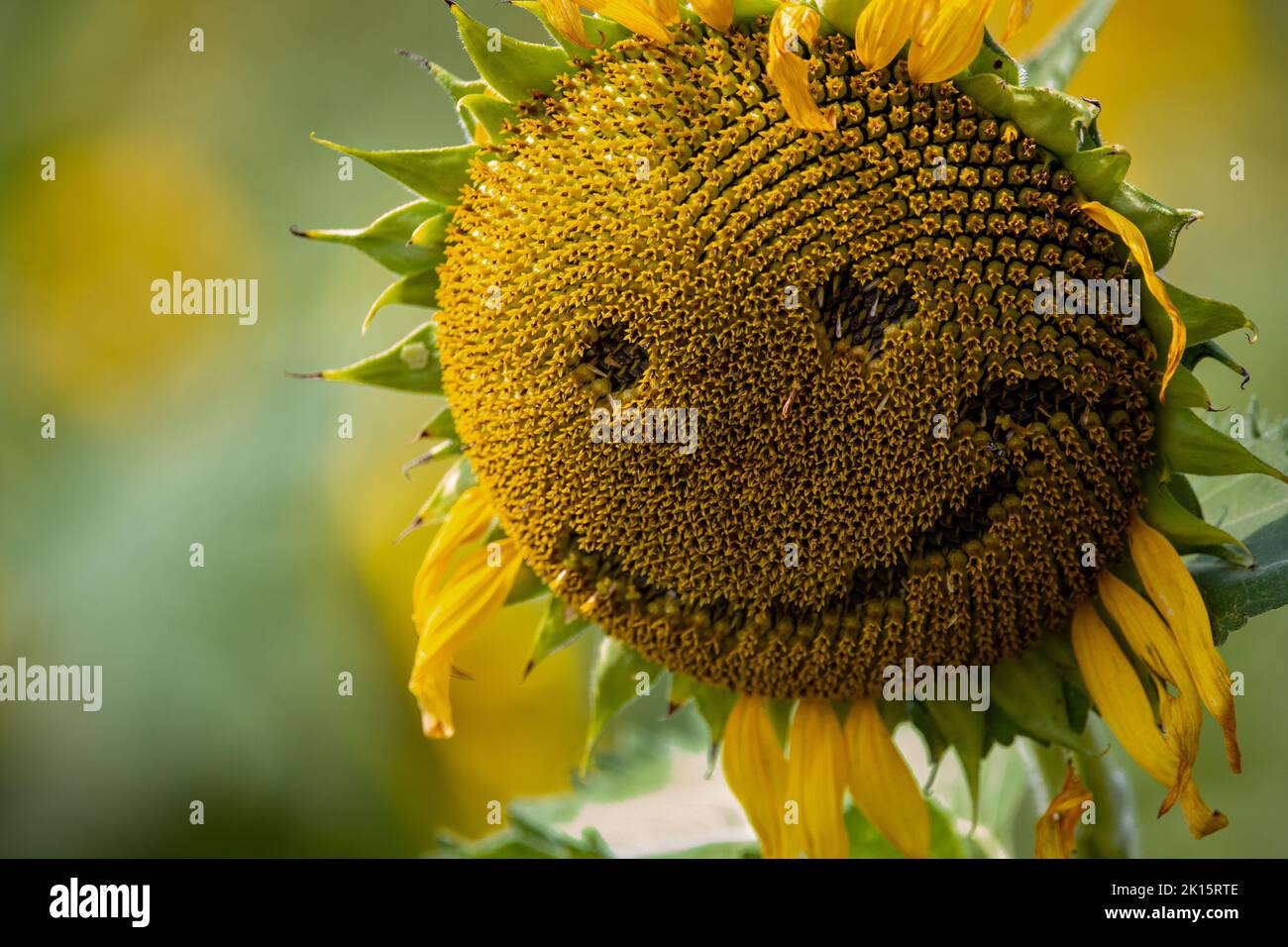 A closeup shot of a sunflower head with smile design Stock Photo - Alamy