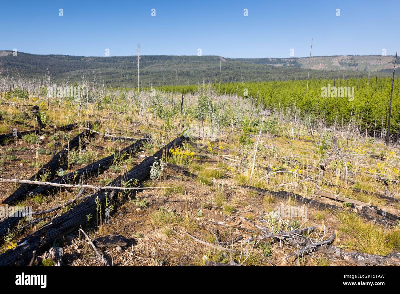 The Glade Creek Trail passing by a forest fire burn from the Berry Fire ...