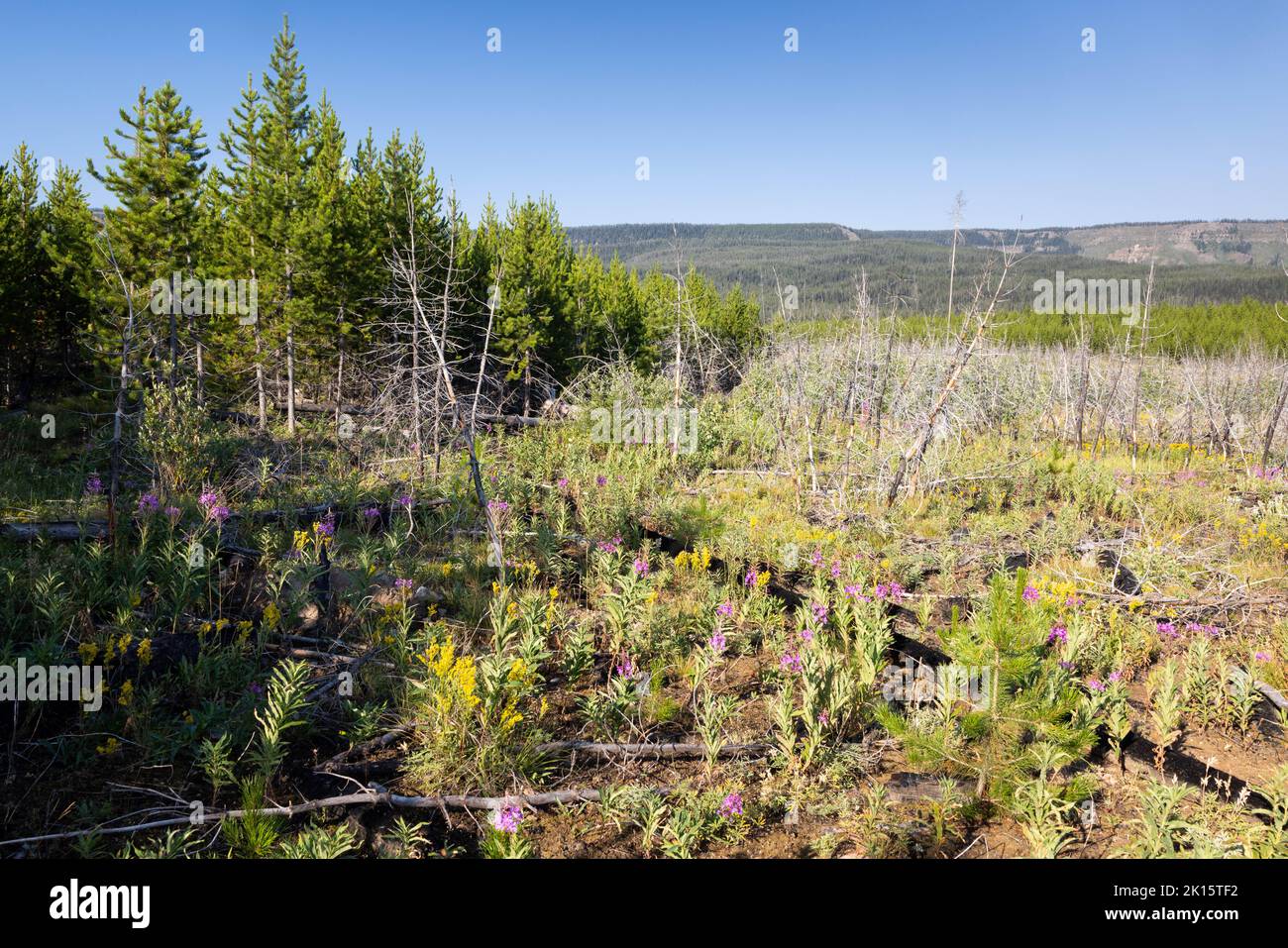 Fireweed wildflowers blooming in the forest fire burn from the Berry ...
