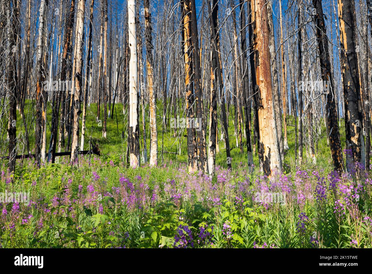 Berry fire grand teton national park hi-res stock photography and ...