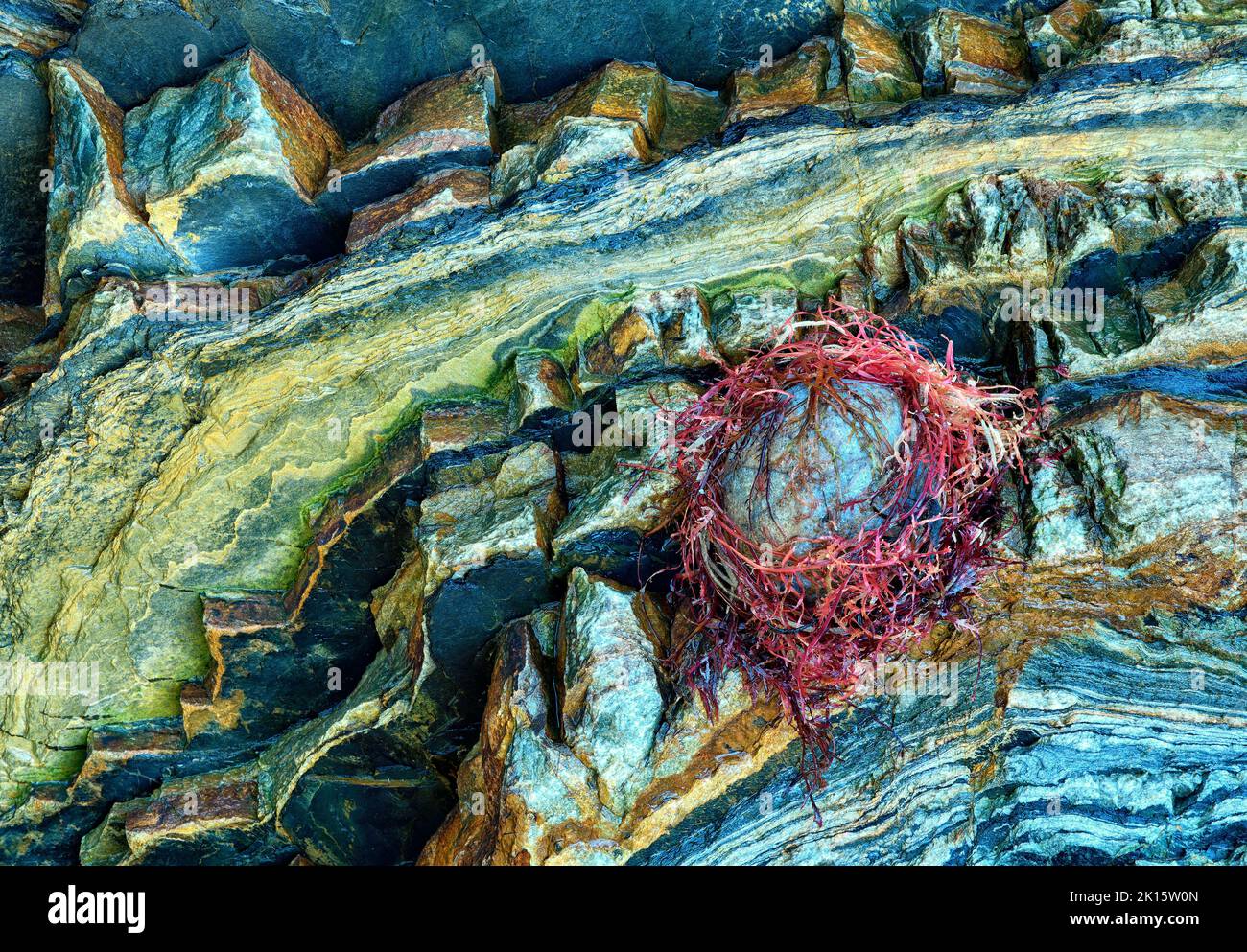 From below of pink algae wreath hanging on rough surface of copper ore ...