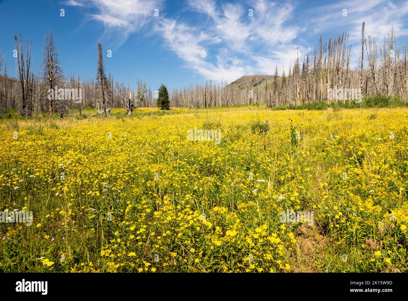 Berry fire grand teton national park hi-res stock photography and ...