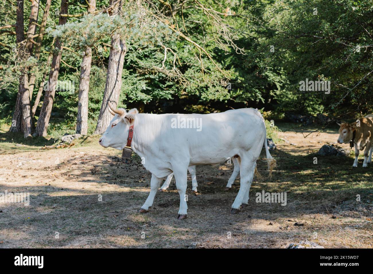 White cow walking with herd near lush trees on sunlit clearing in ...
