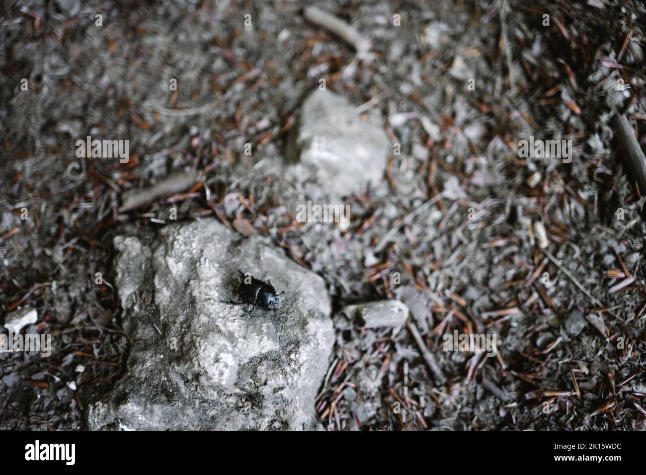 Earth boring beetle hi-res stock photography and images - Alamy