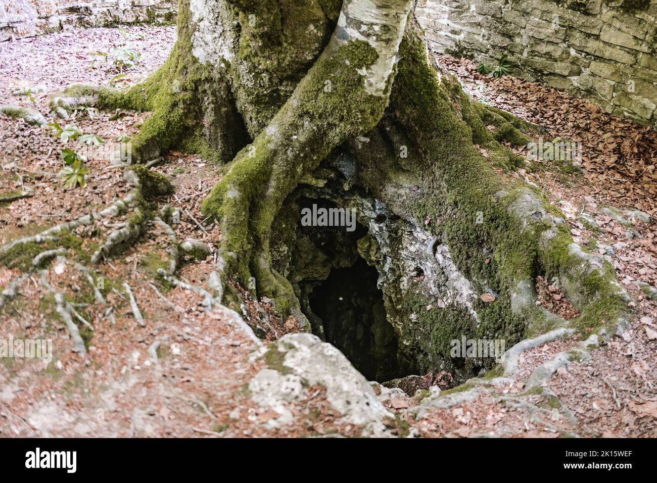Old tree with mossy trunk and roots growing near hole in ground on ...