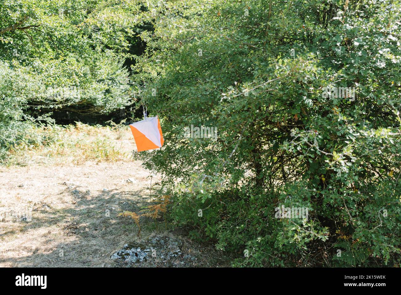 Kite hanging on branches of lush tree near path on sunny summer day in ...