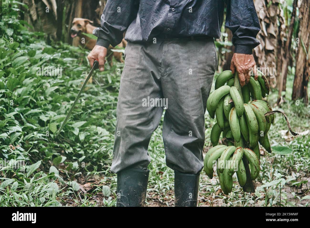 Cropped unrecognizable man with machete and bunch of green bananas ...