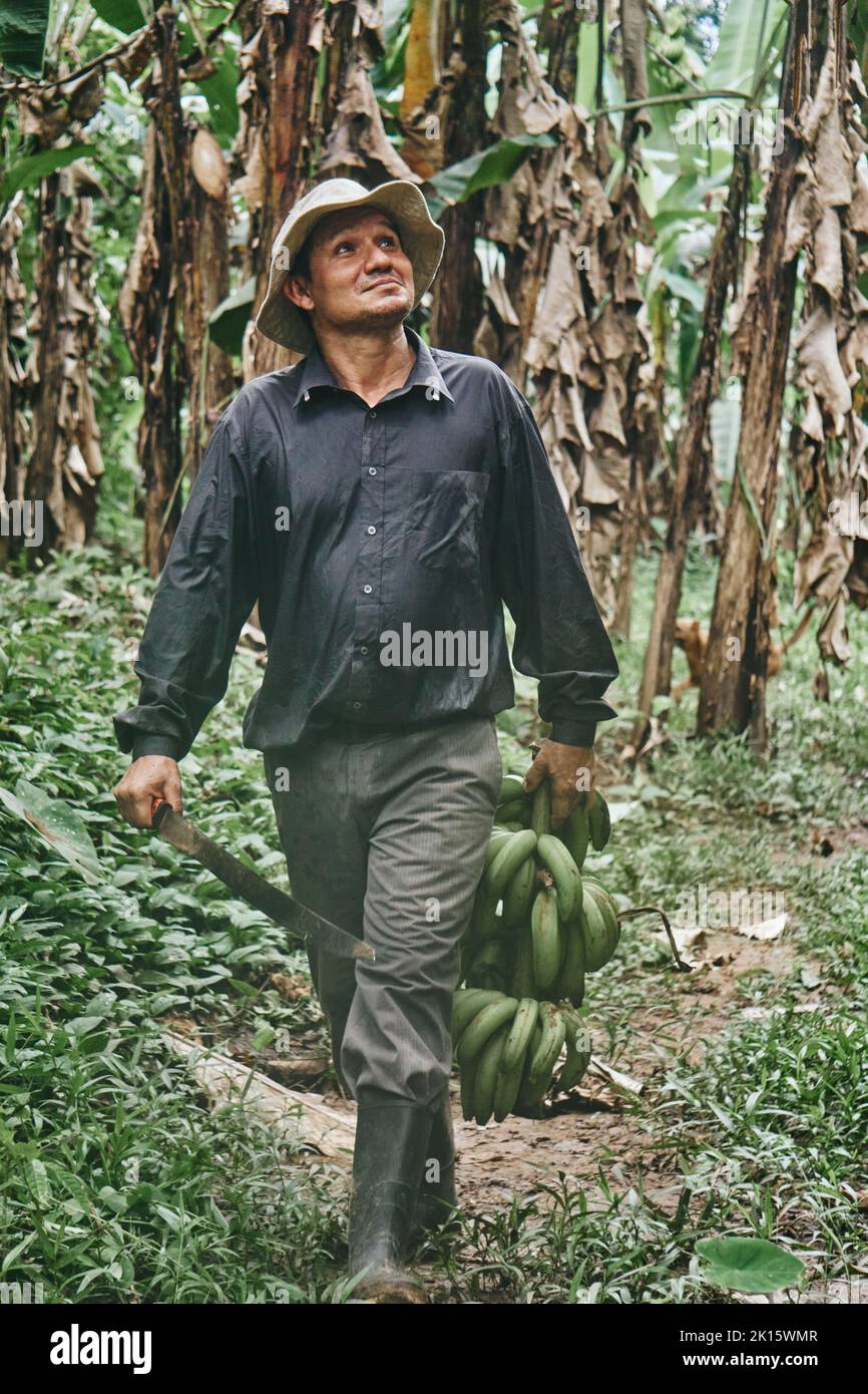 Full body Hispanic man with machete and bunch of green bananas walking ...