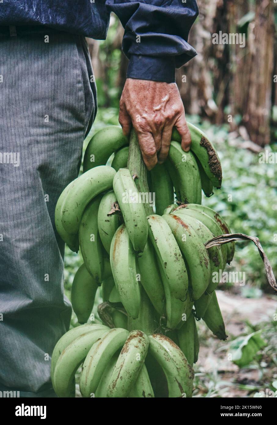 Banana industry costa rica hi-res stock photography and images - Alamy