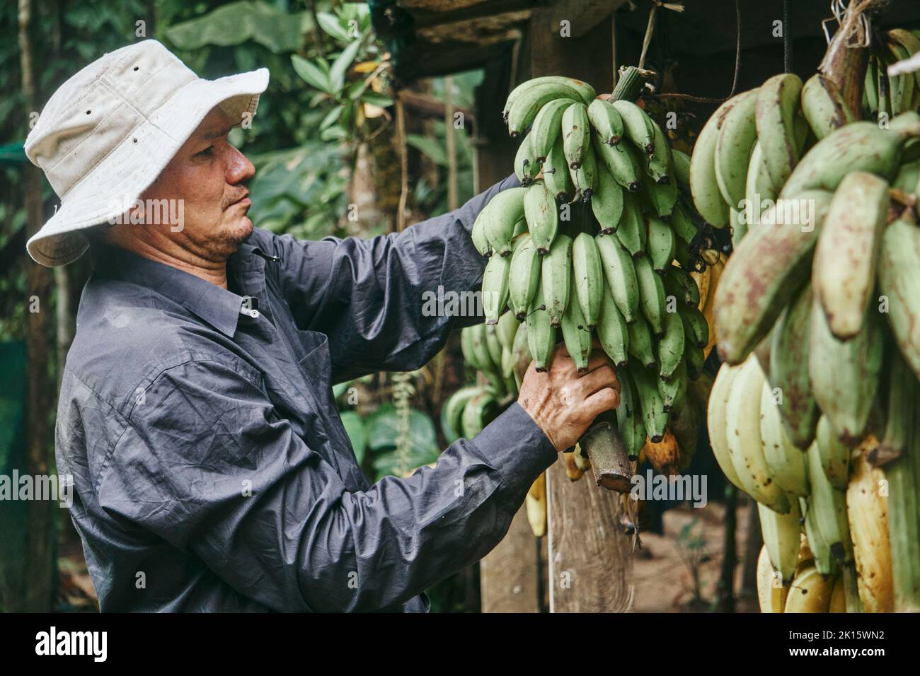 Costa rica banana harvest hi-res stock photography and images - Alamy