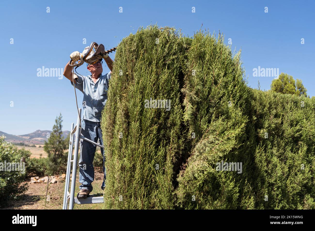 Side view of senior male gardener in casual clothes using electric ...