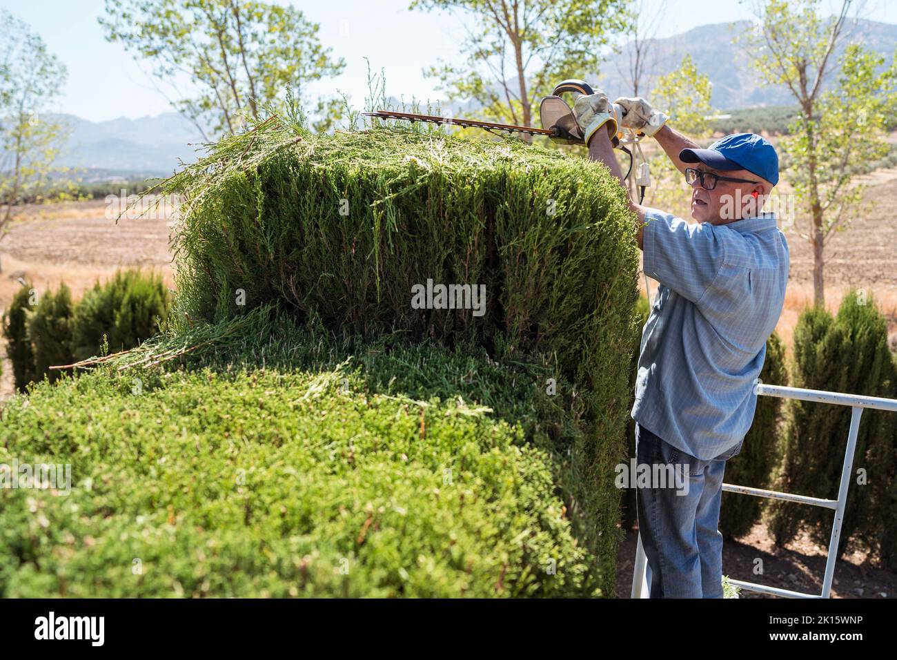 Man using hedge trimmer hi-res stock photography and images - Alamy