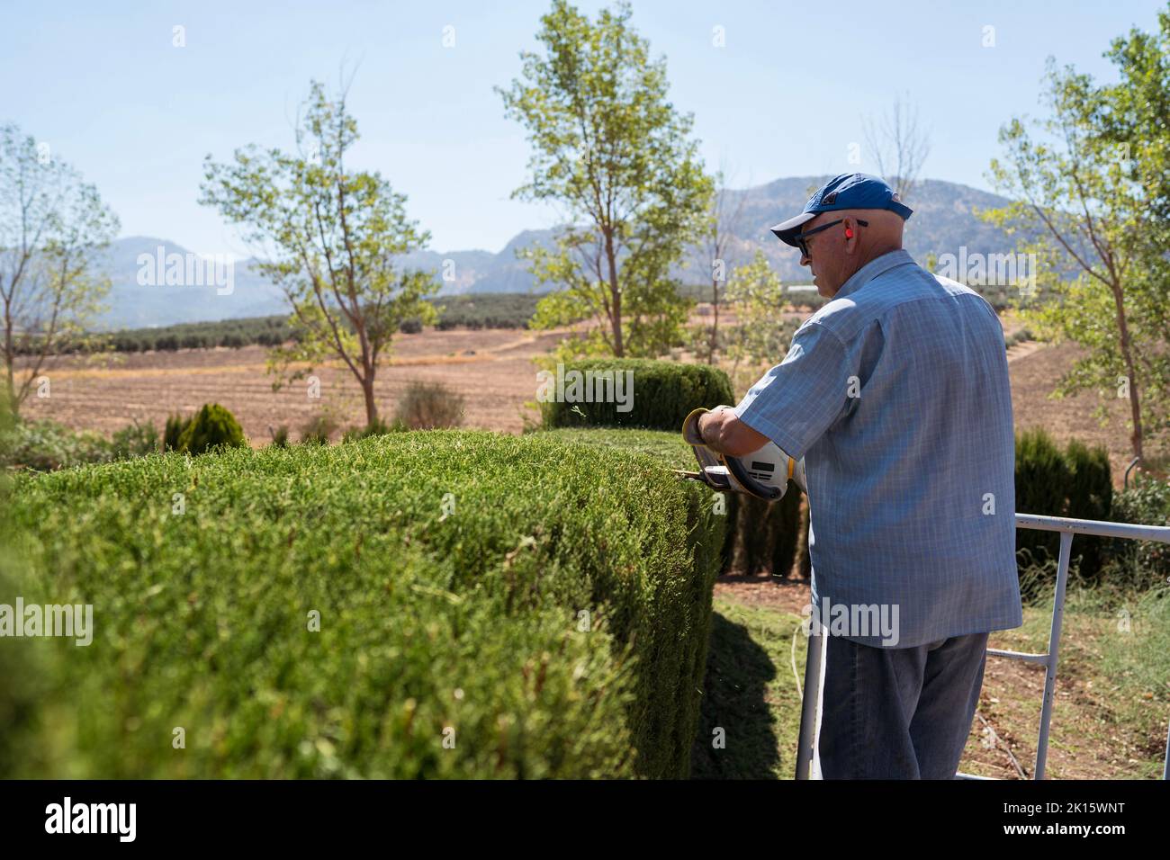 Side view of senior male gardener in casual clothes using electric ...