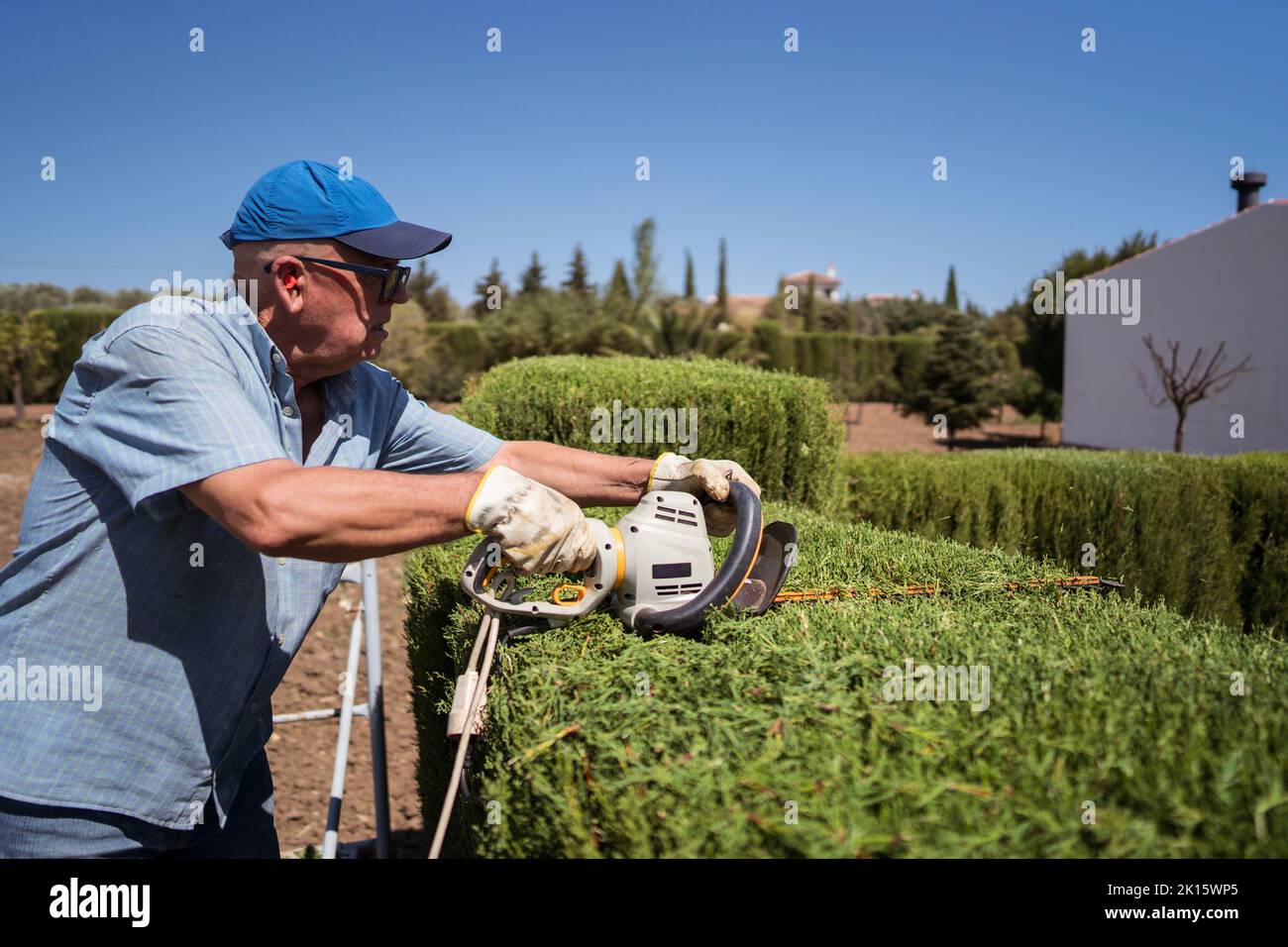 Side view of senior male gardener in casual clothes using electric ...
