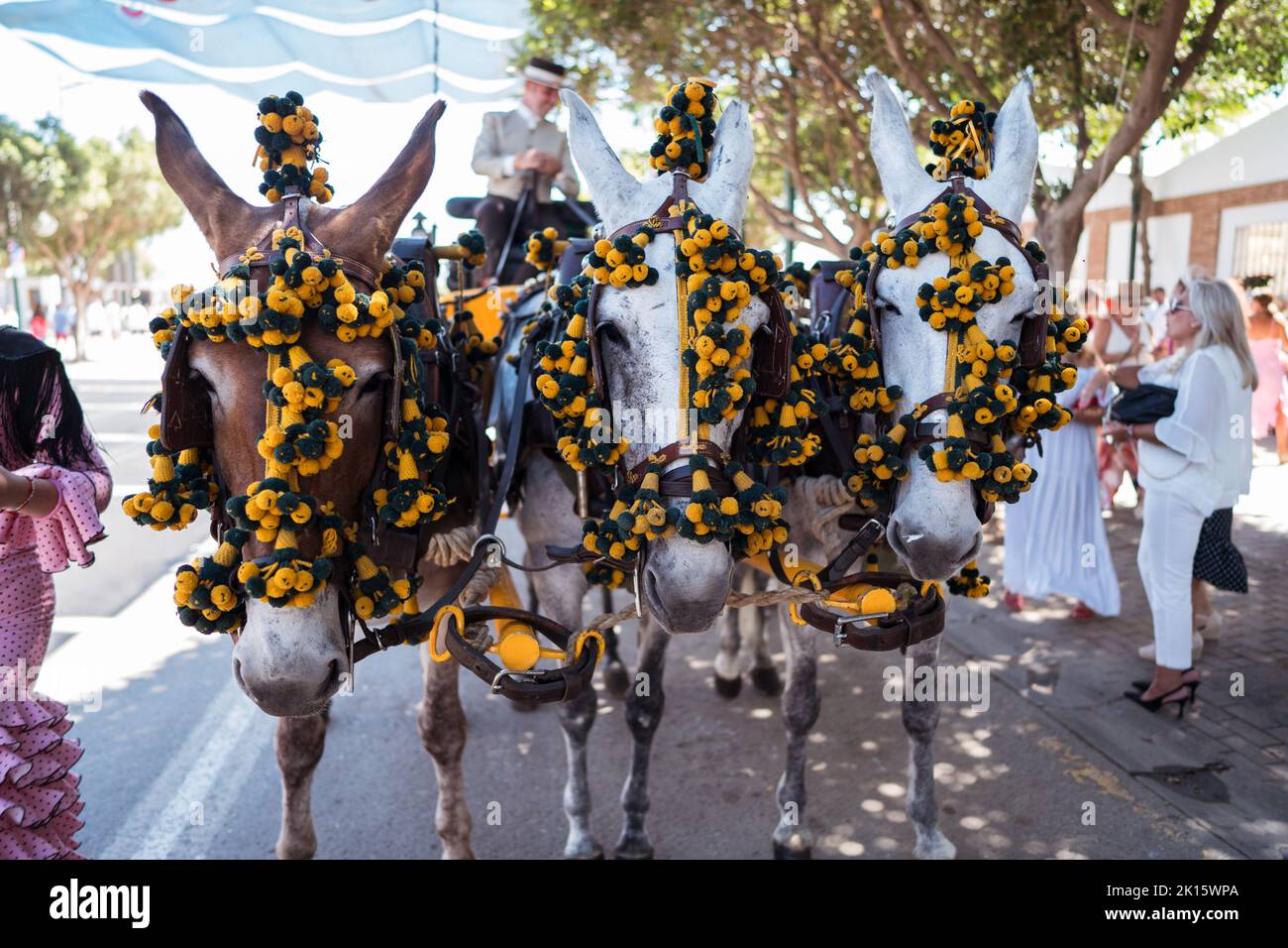Mules with bright decorations on bridles pulling cart with man during ...
