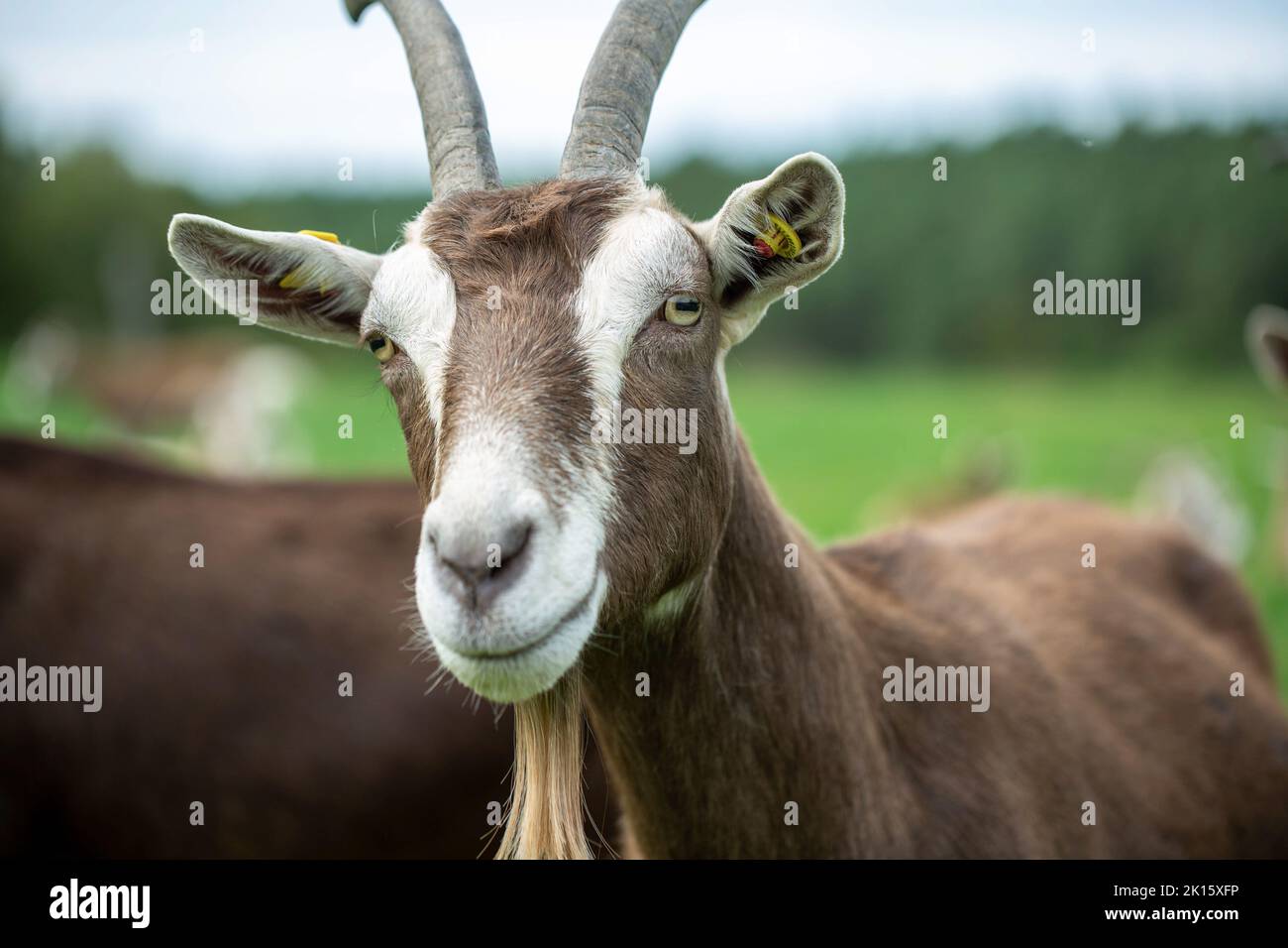 Thuringian goat hi-res stock photography and images - Alamy