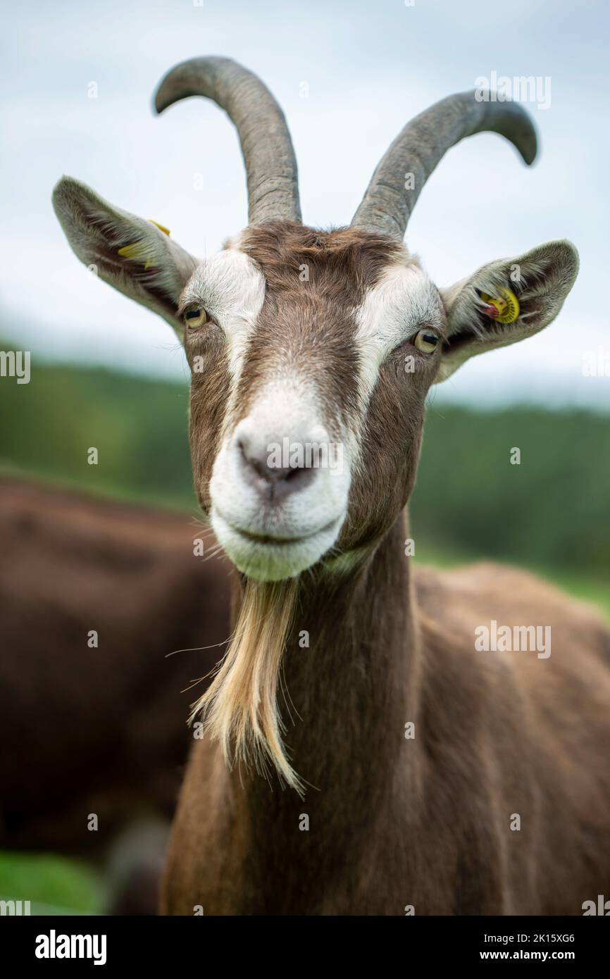 Thuringian goat hi-res stock photography and images - Alamy