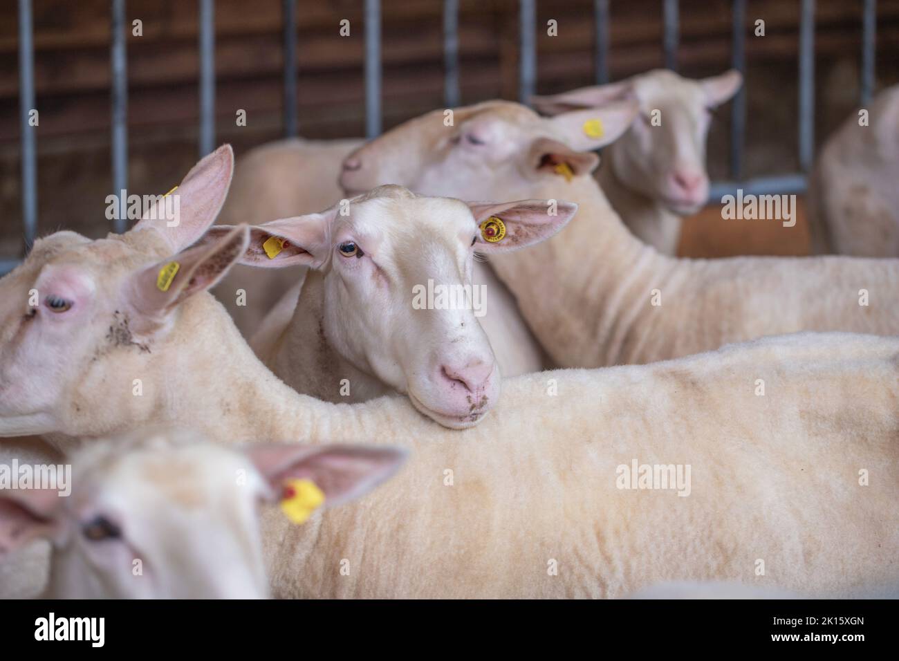 Flock of white sheep with tags on ears standing in stall in barn on ...