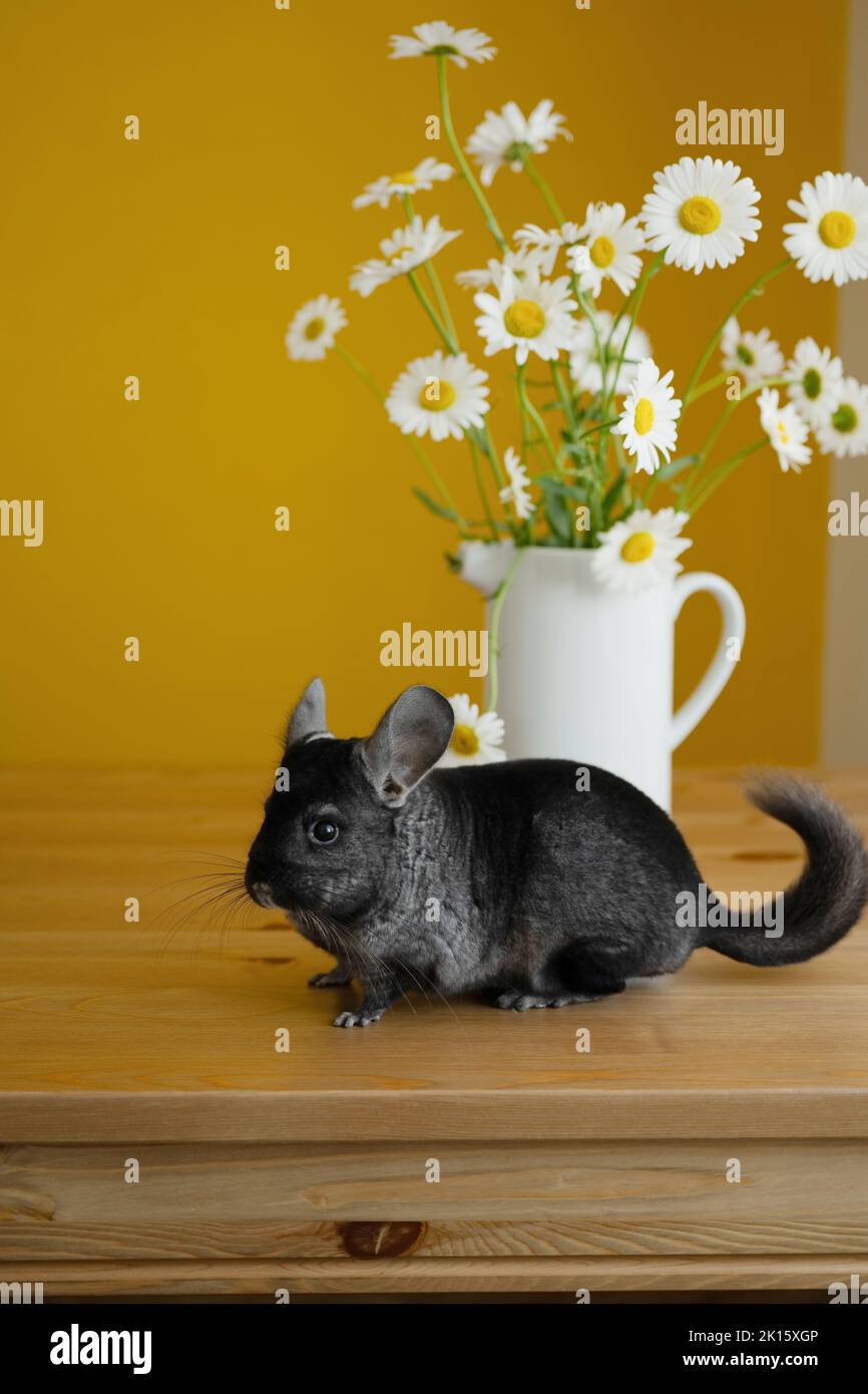Adorable gray chinchilla standing near fresh Bellis perennis flowers ...