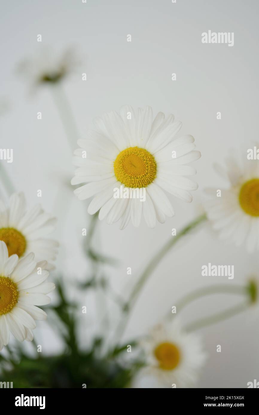 Tender daisies with tiny white petals and yellow pestle placed in vase ...