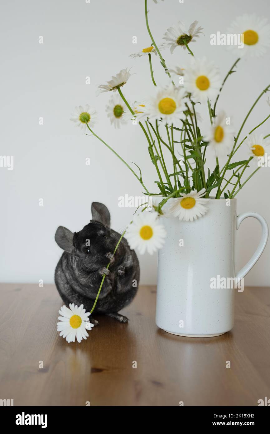 Adorable gray chinchilla sniffing fresh Bellis perennis flowers placed ...