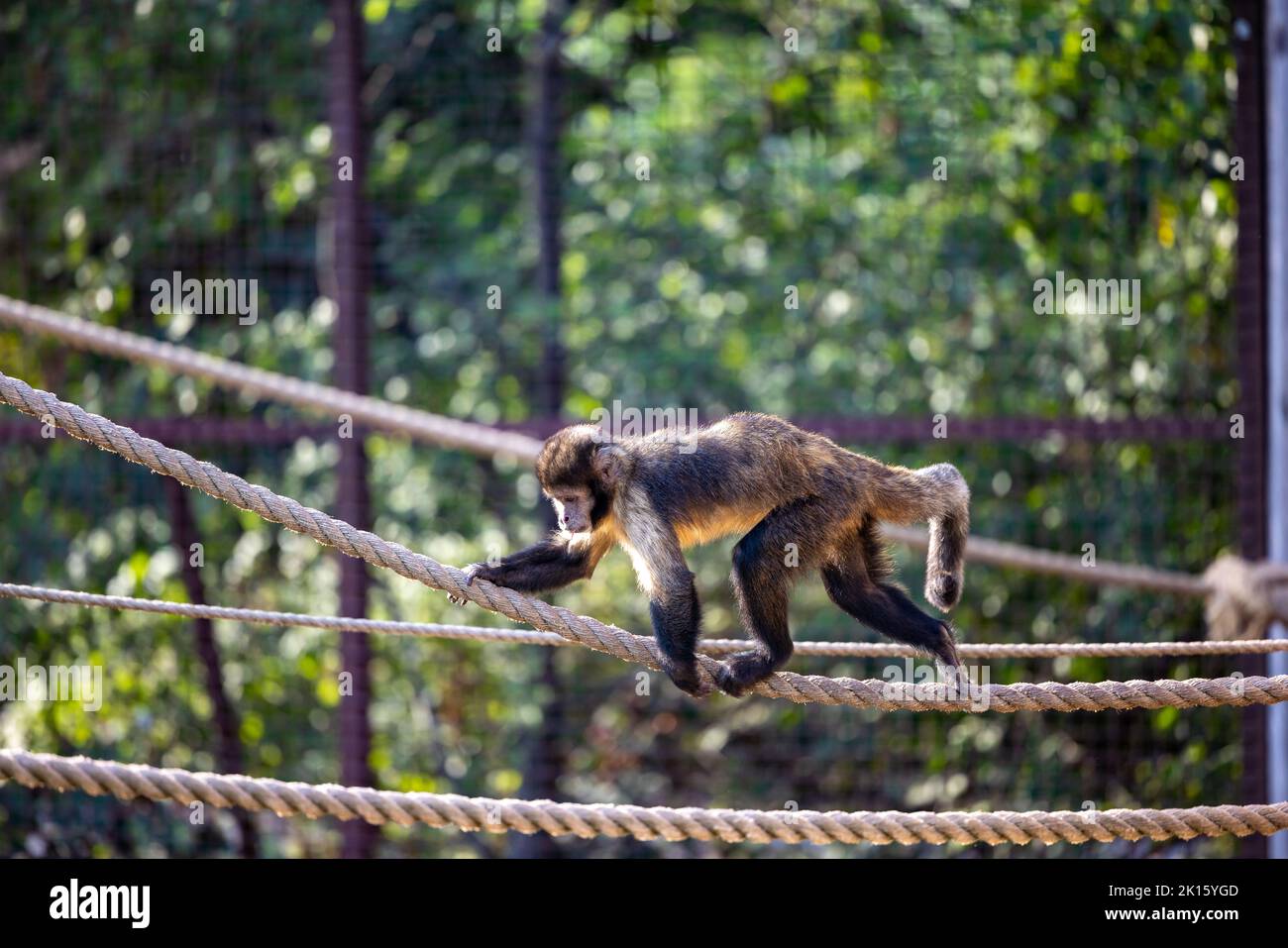 A selective focus shot of golden-bellied capuchin (Sapajus ...