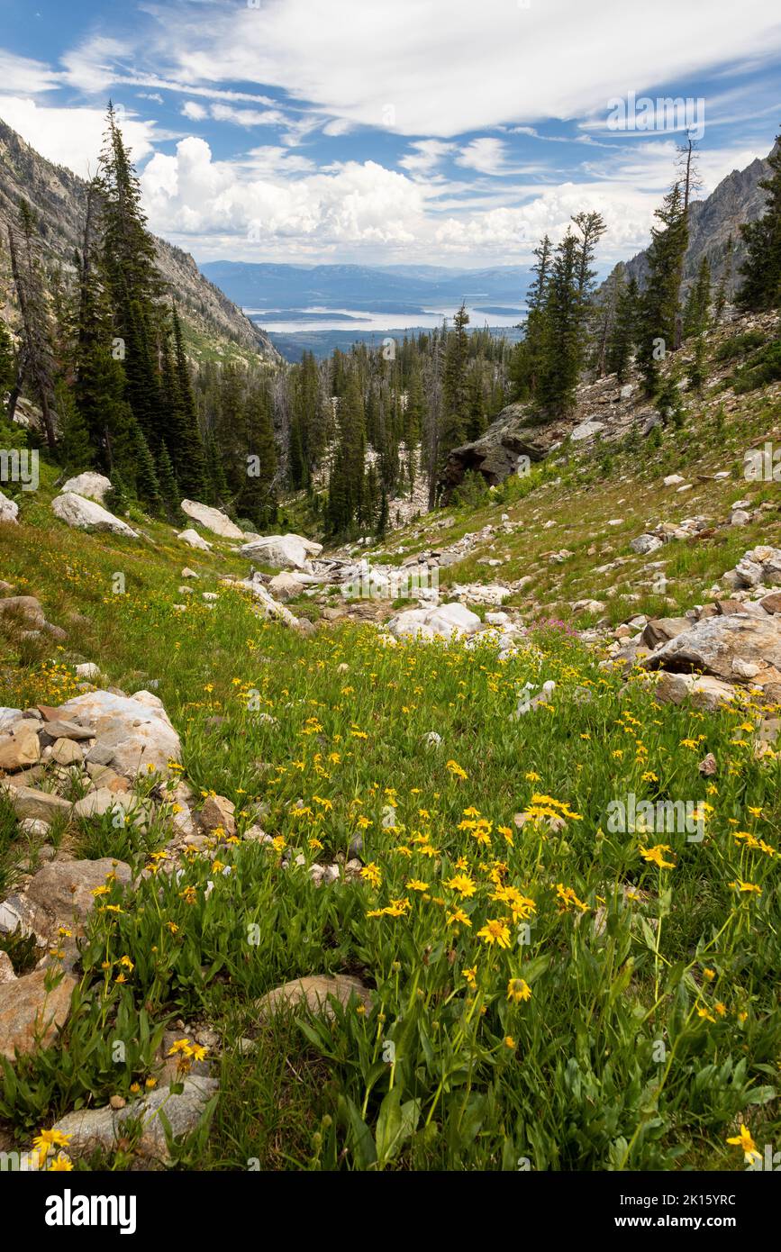 Wildflowers blooming in Paintbrush Canyon high above Jackson Lake below ...