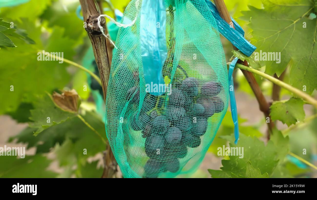 Cluster of purple berries hi-res stock photography and images - Alamy