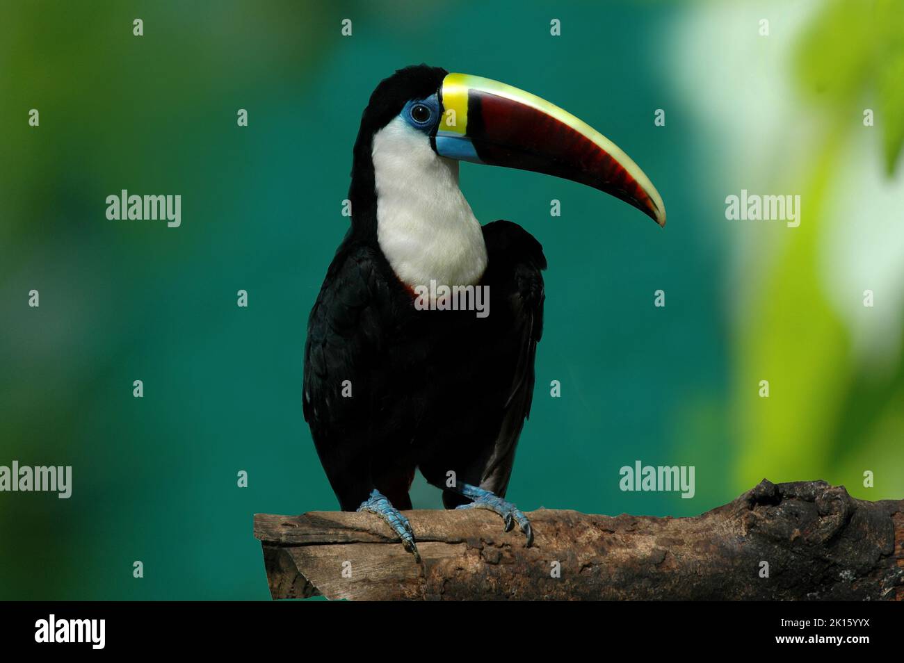 A closeup of a cute White-throated toucan on a wood Stock Photo - Alamy
