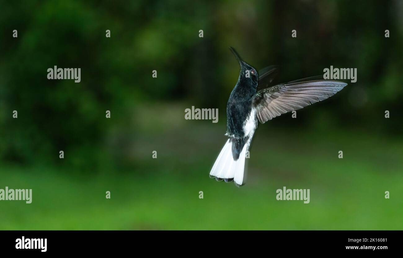 Hummingbird black and white Stock Photo - Alamy