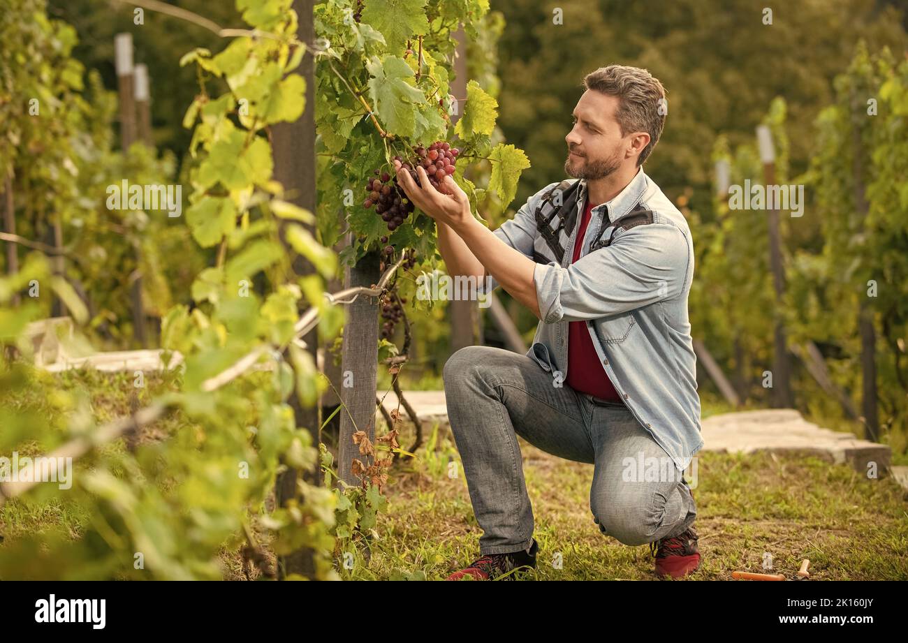 man cutting grapevine with garden scissors, grape farm Stock Photo - Alamy