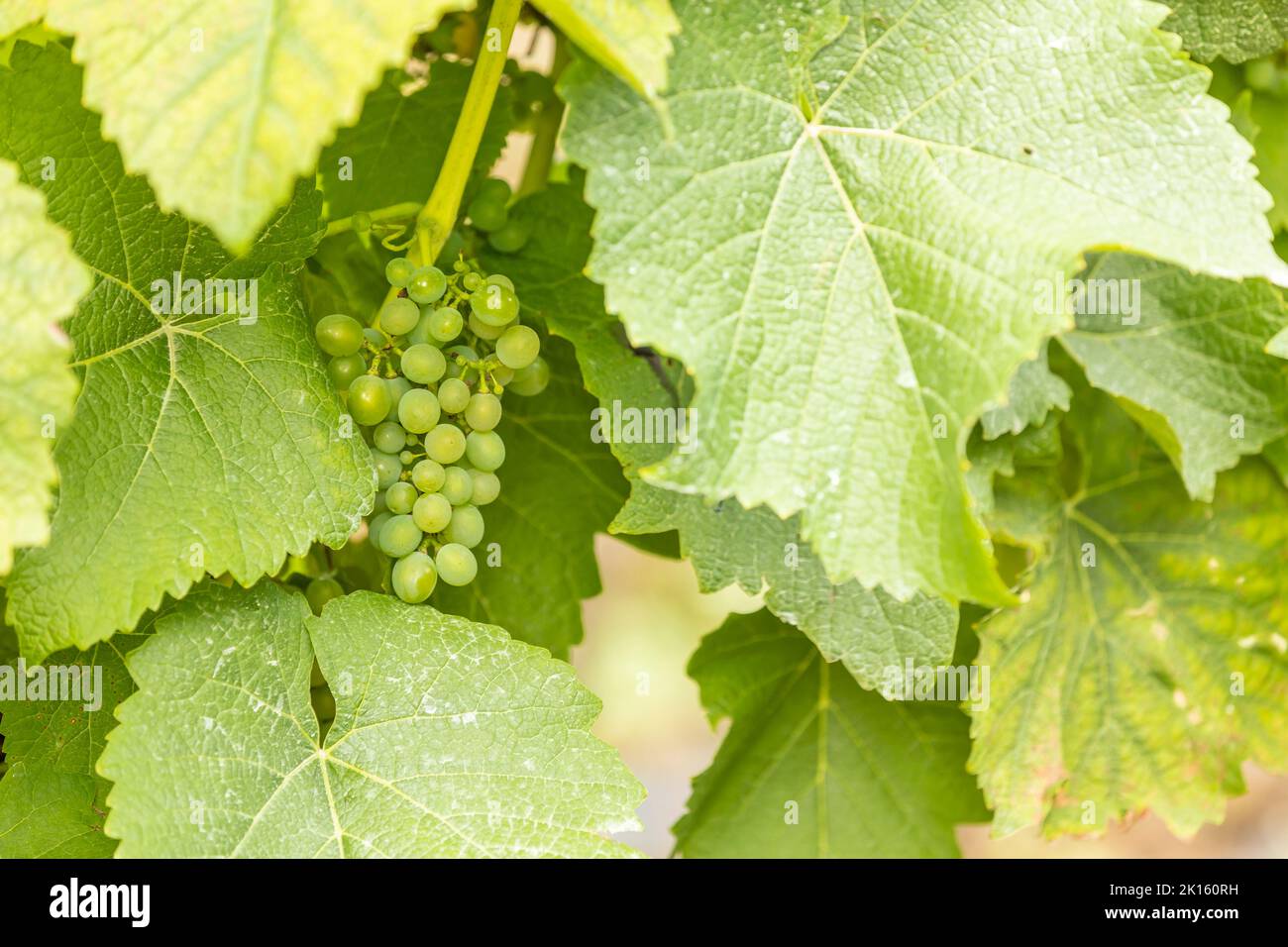 California green seedless grapes hi-res stock photography and images ...