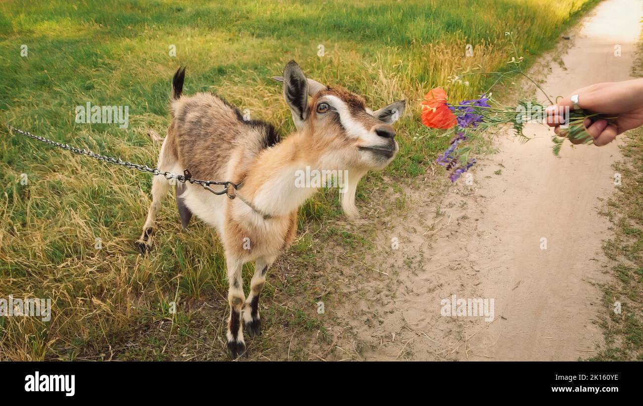 The goat eats wildflowers from women's hands. Closeup shot Stock Photo ...